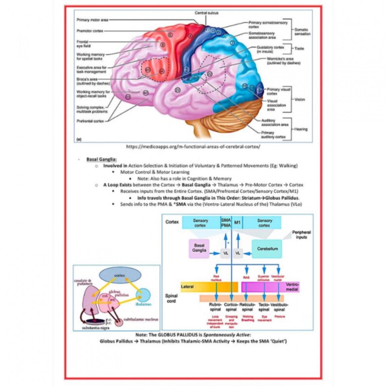 The Nervous System & Special Senses Study Notes 297 Pages PDF Anatomy ...