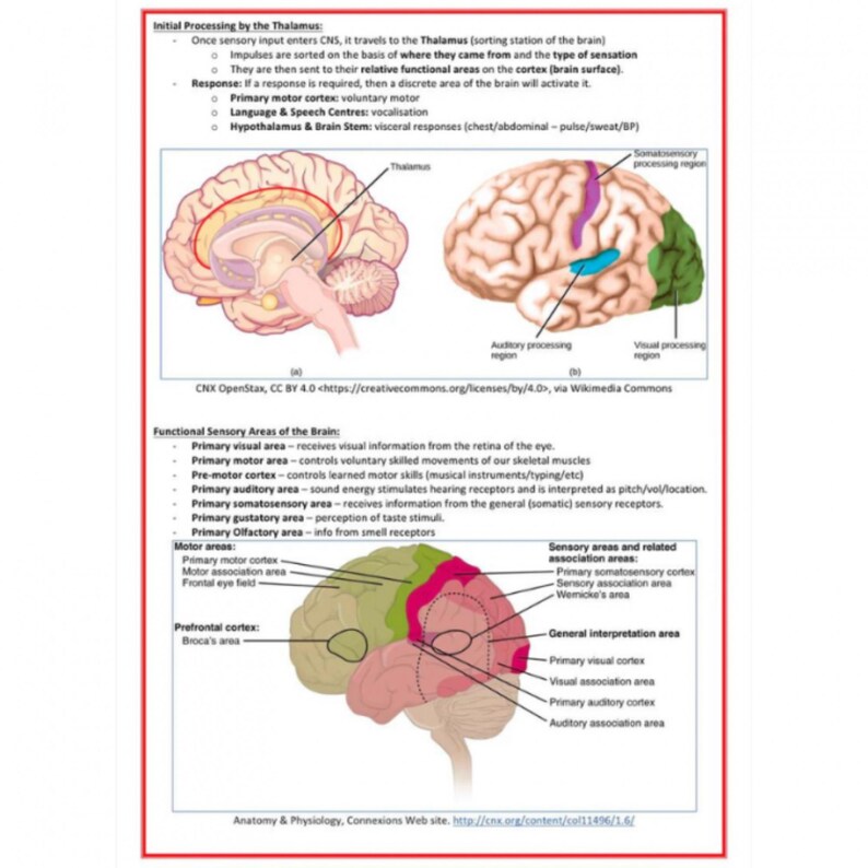 The Nervous System & Special Senses Study Notes 297 Pages PDF Anatomy ...