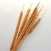 Large Cattails Dried, Natural Cattails Stems, Dried Reeds, Large ...