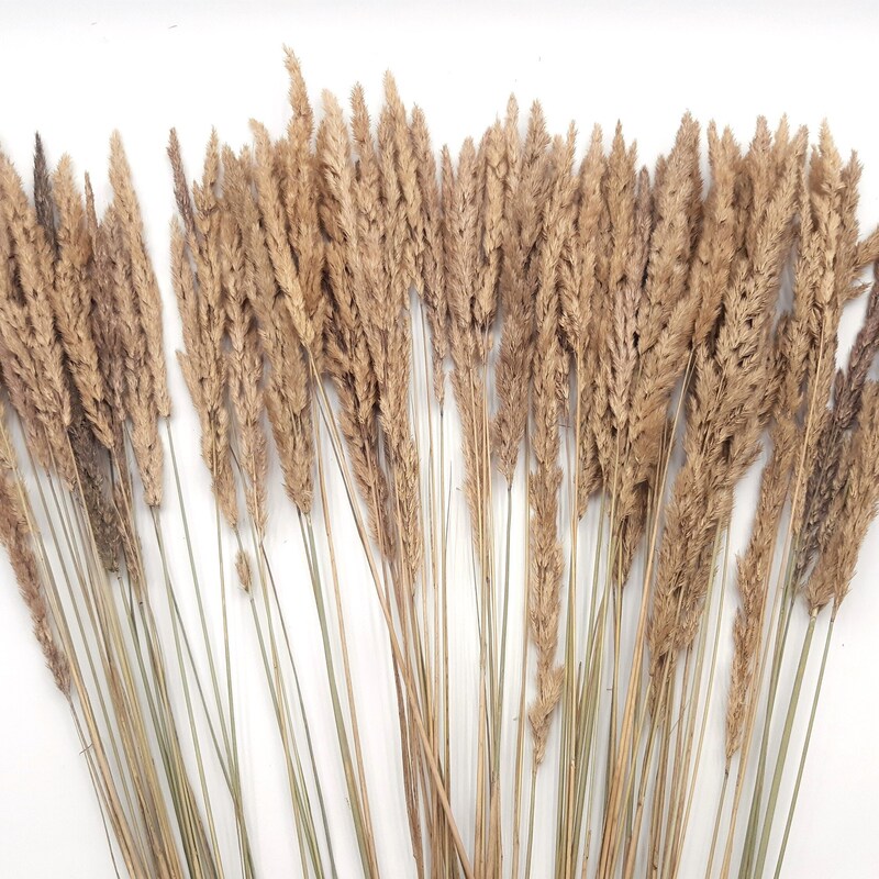 Dried Grass - Etsy
