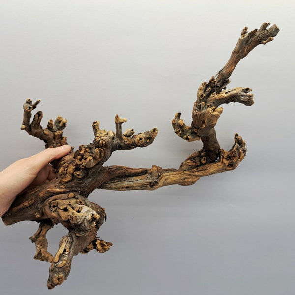Grapewood Branch - Etsy