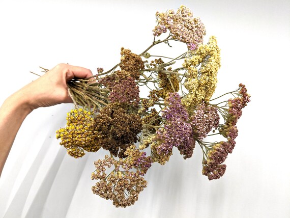 Dried Yarrow Mix Colors Bunch Dried Herbs Bunch Dried Yellow - Etsy