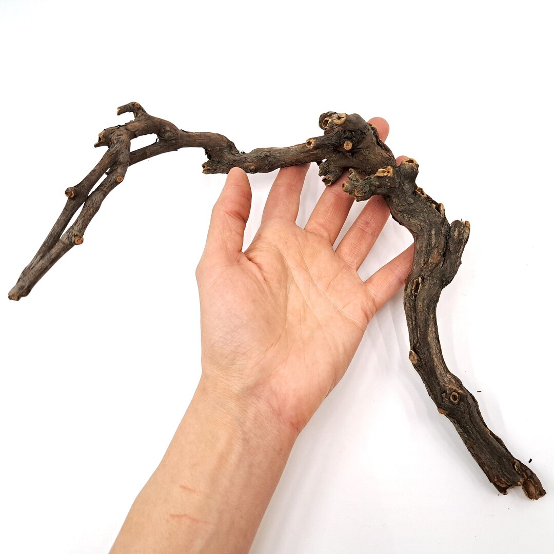 11'' Grapewood Branch for Decoration, Dried Terrarium Branch, Real ...