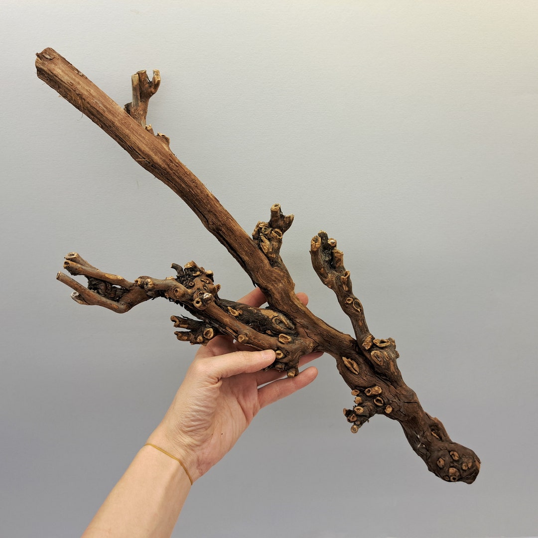 19.5'' Long Natural Wood Branch Vine Wood Branch - Etsy