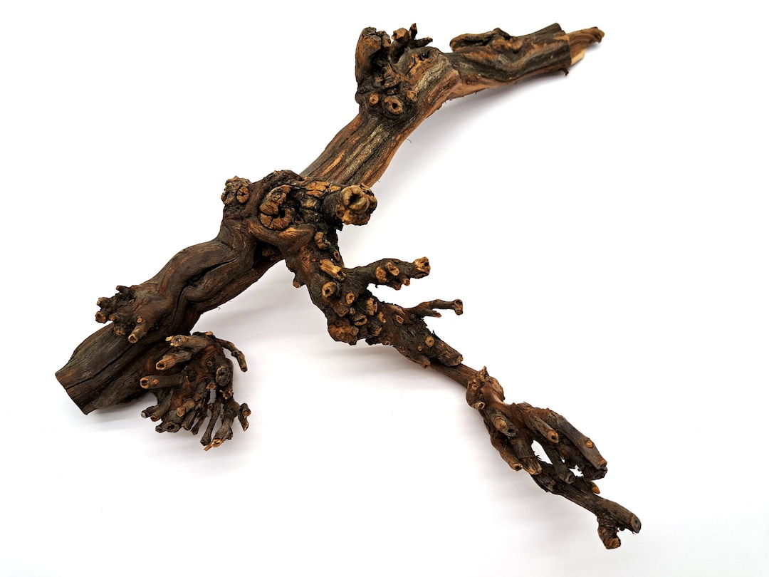 Vine Wood Branch, Grapewood Branch, Natural Dry Decor, Natural Wood ...