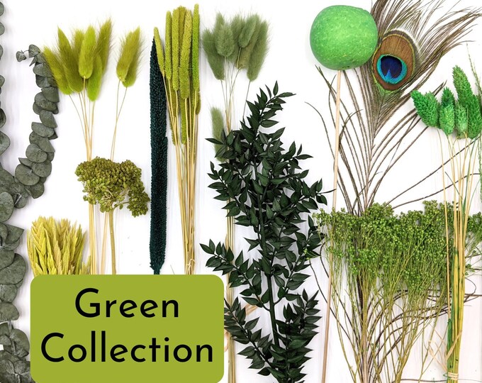 Preserved Green and Cream Pee Gee Hydrangea Flowers, 10 Sm. Stems ...