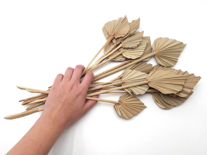 MINI Natural Palm Leaves Dried Palm Leaves Palm Leaves - Etsy MINI Natural Palm Leaves Dried Palm Leaves Palm Leaves - Etsy