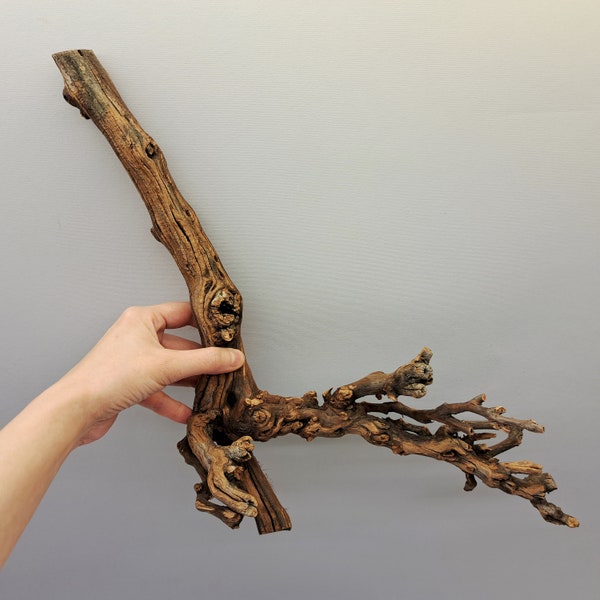 Grapewood Branch - Etsy