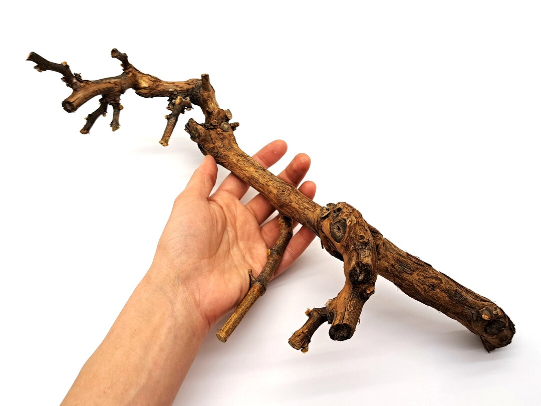 14.5'' Small Vivarium Branch Small Grapevine Branch - Etsy
