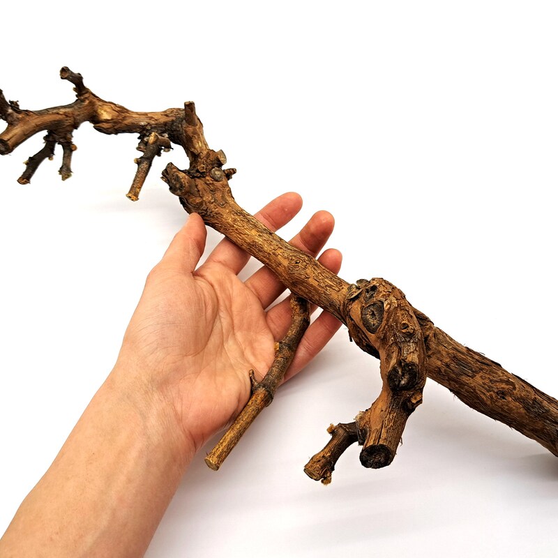 Grapewood Branch - Etsy