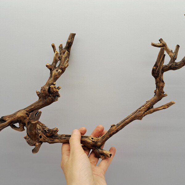 Grapewood Branch - Etsy