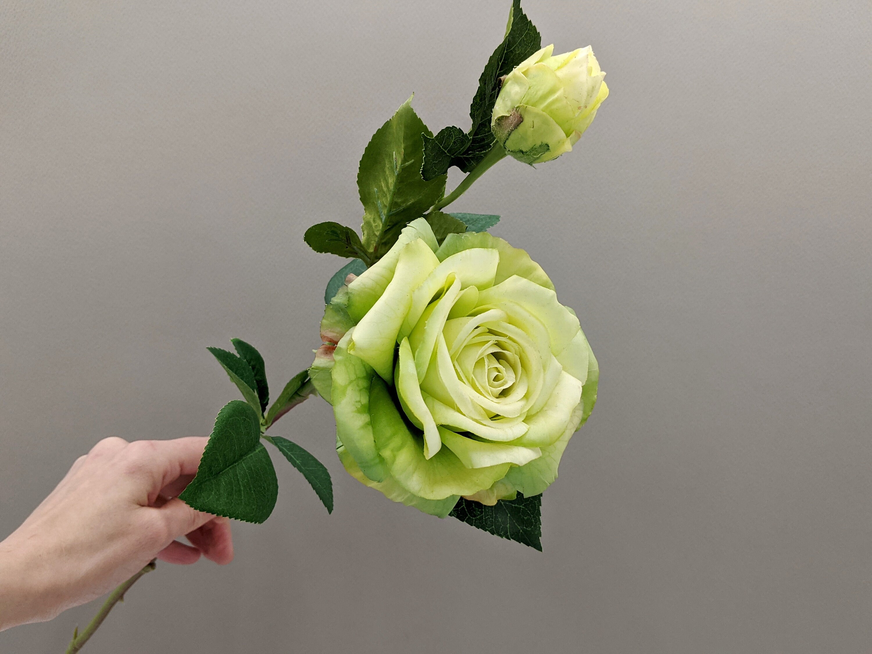 Single Green Roses
