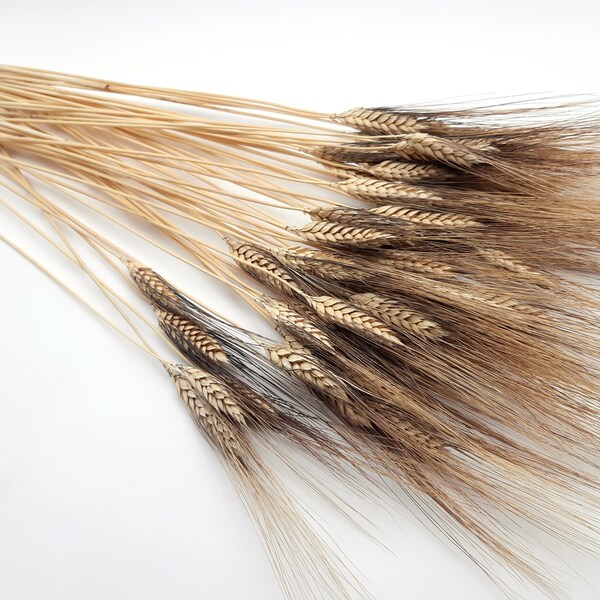 Dried Wheat - Etsy