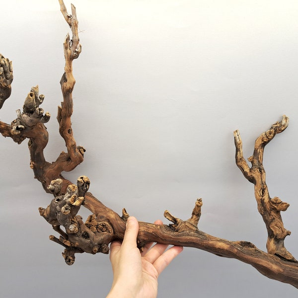 Grapewood Branch - Etsy