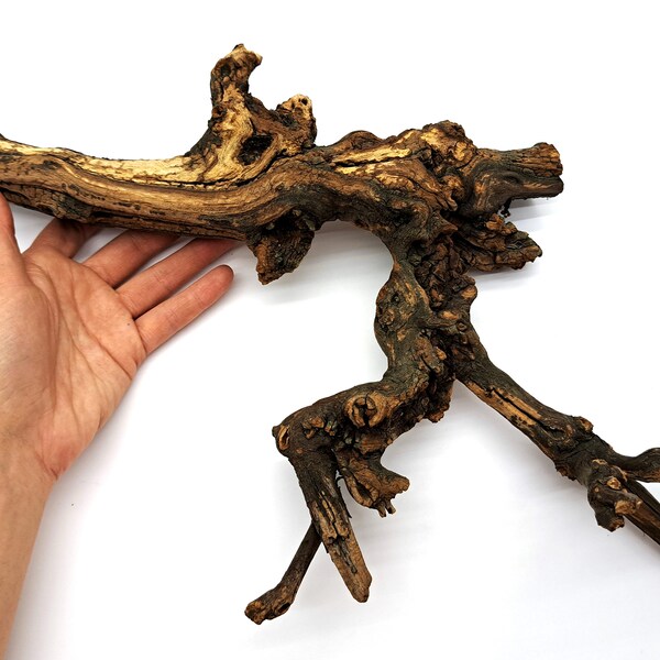 Grapewood Branch - Etsy