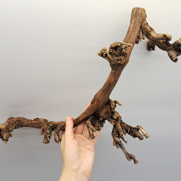Grapewood Branch - Etsy