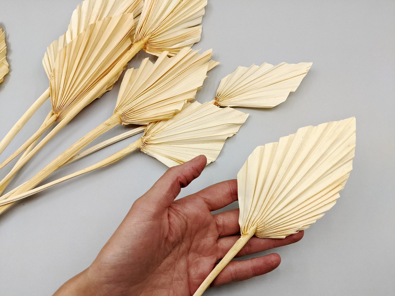 Bleached Palm Leaves MINI Small Palm Leaves Cream / Ivory - Etsy