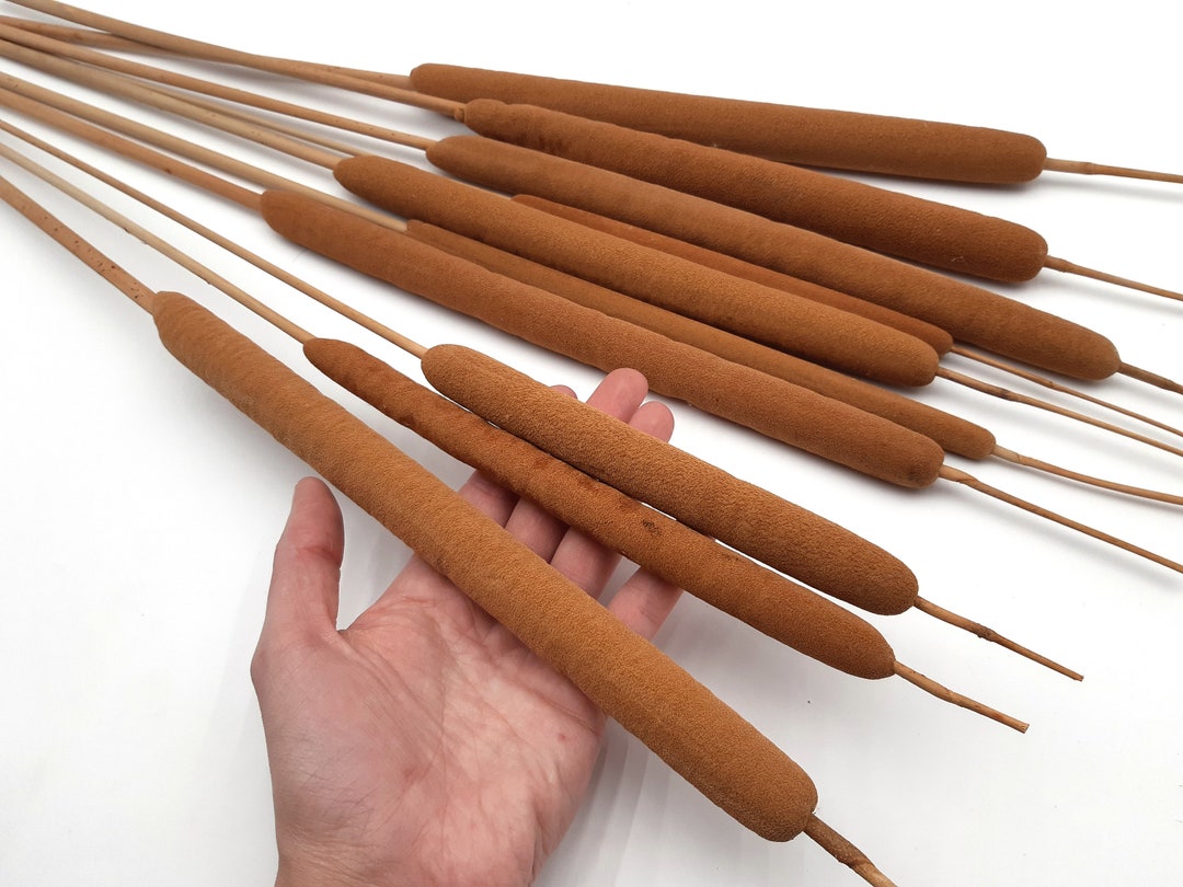 Large Cattails Dried Natural Cattails Stems Dried Reeds - Etsy