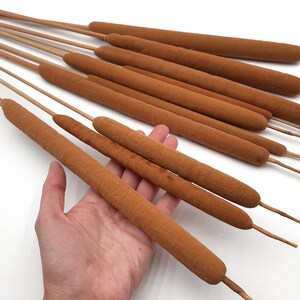 Large Cattails Dried, Natural Cattails Stems, Dried Reeds, Large ...