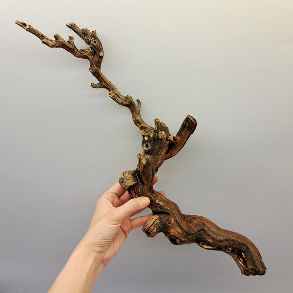 Grapewood Branch - Etsy