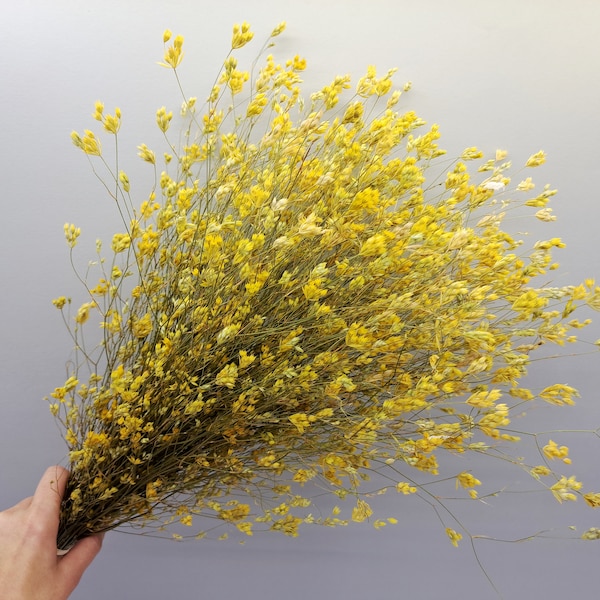 Yellow Dried Flowers - Etsy