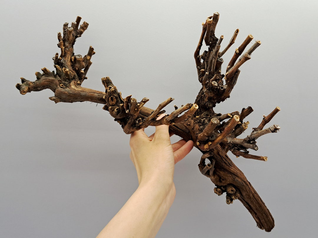16.5'' Large Vivarium Branch, Large Grapevine Branch, Grapewood Branch ...