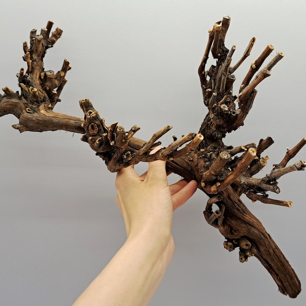 Grapewood Branch - Etsy