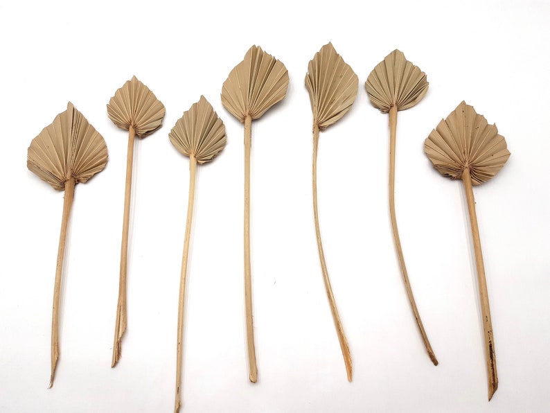 MINI Natural Palm Leaves Dried Palm Leaves Palm Leaves - Etsy MINI Natural Palm Leaves Dried Palm Leaves Palm Leaves - Etsy