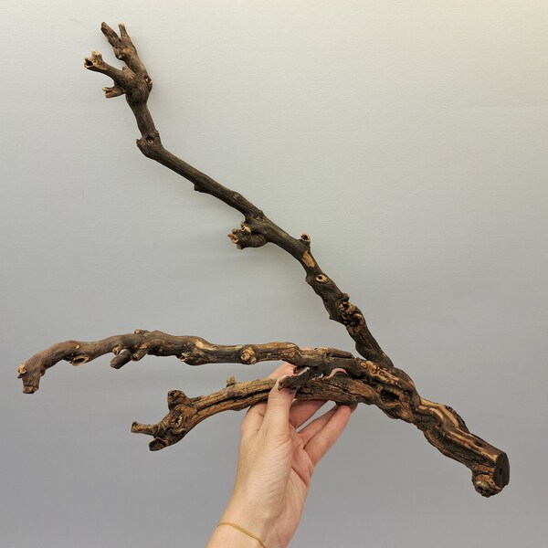 Grapewood Branch - Etsy