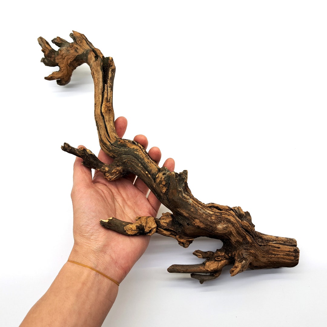 Real Wood Branch, Grapevine Branch for Decor, Dried Terrarium Branch ...