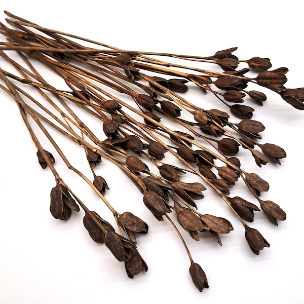 Dried Flowers With Stems - Etsy