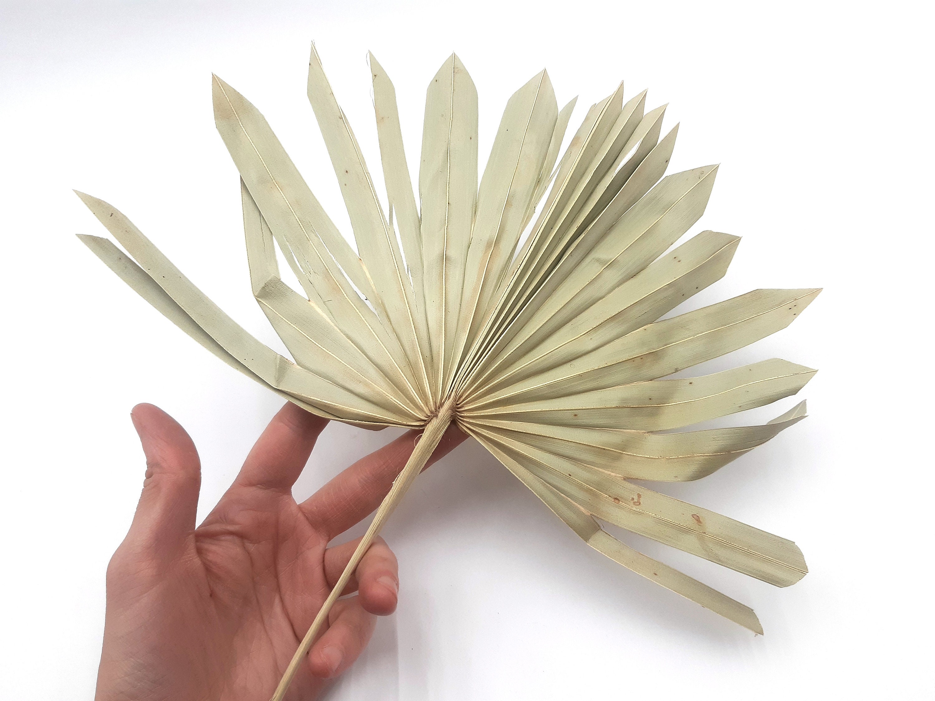 Palm Leaves for Craft Projects Craft Project Supplies - Etsy