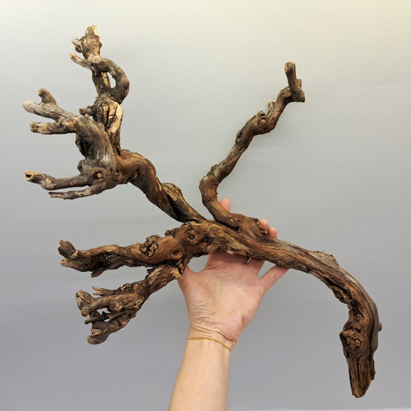 Grapewood Branch - Etsy