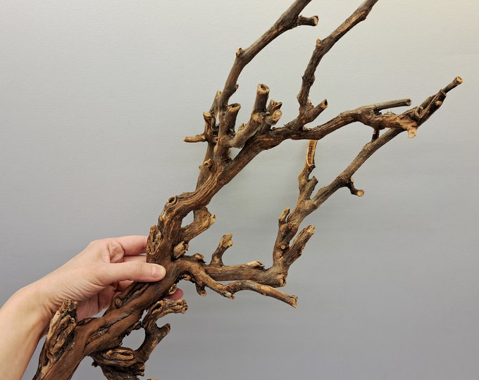 Grapevine Branch for Decor, Rustic Wood Branch, Real Branch for ...