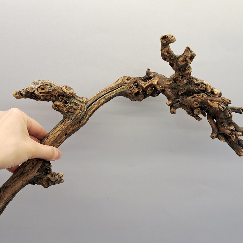Grapewood Branch - Etsy