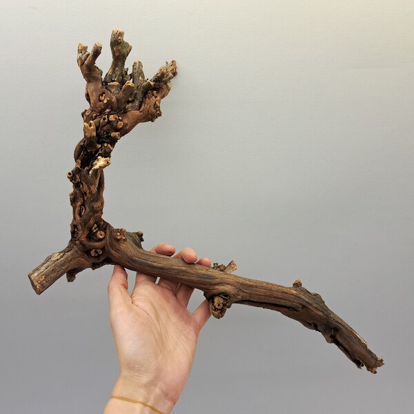 Grapewood Branch - Etsy