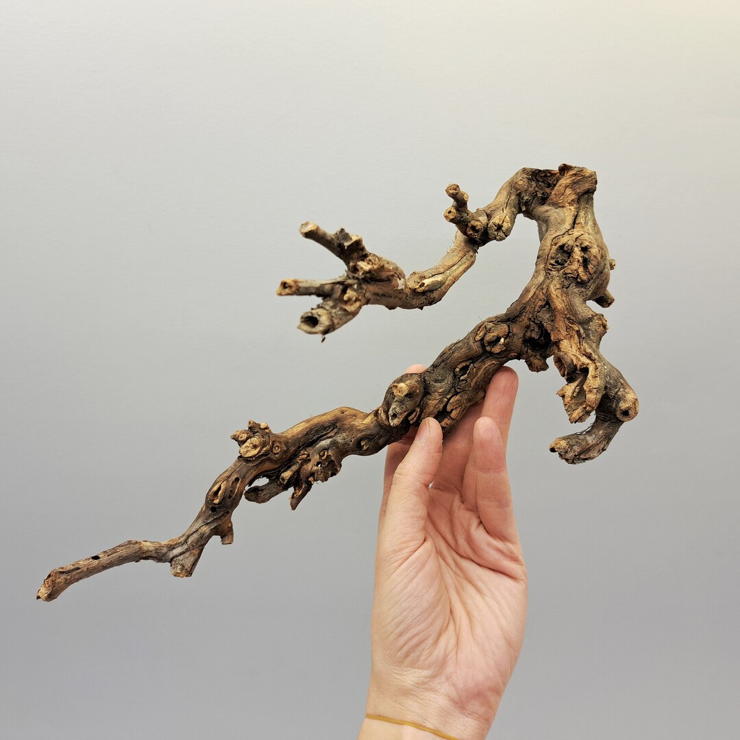 12'' Small Grapevine Branch Real Wood Branch - Etsy
