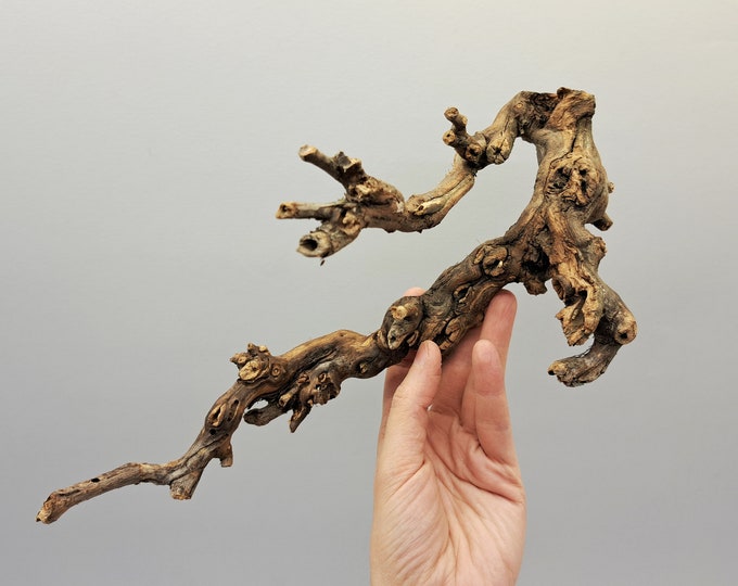 12'' Small Grapevine Branch, Real Wood Branch, Vivarium Wood Decor ...