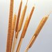 Large Cattails Dried Natural Cattails Stems Dried Reeds - Etsy