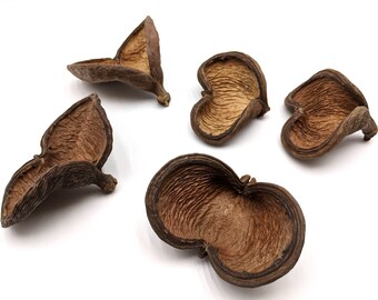 Badam Nut Pods - Etsy