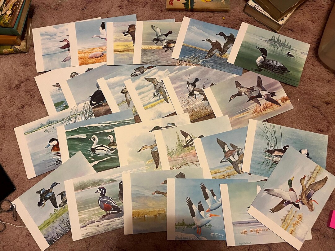 24 Vintage Angus Shortt Lithographs of Ducks From the 1960s - Etsy