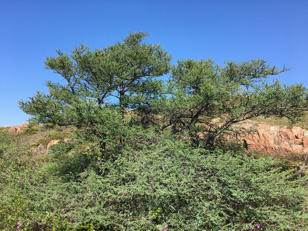 TAMARACK Flower Remedy - Secure - Etsy