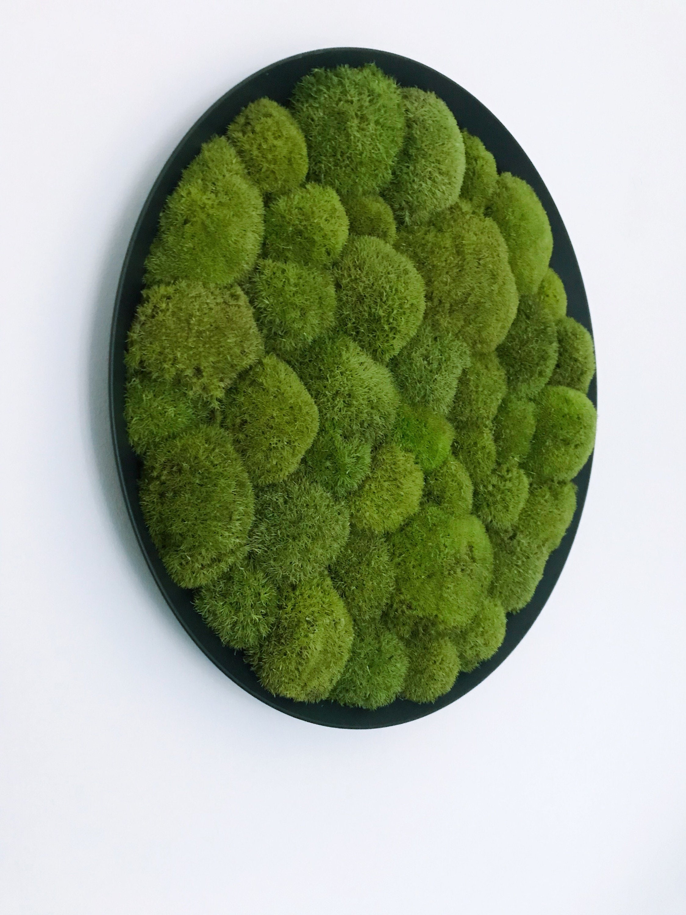 Circular Preserved Moss. Round Moss Wall Art. Handmade - Etsy