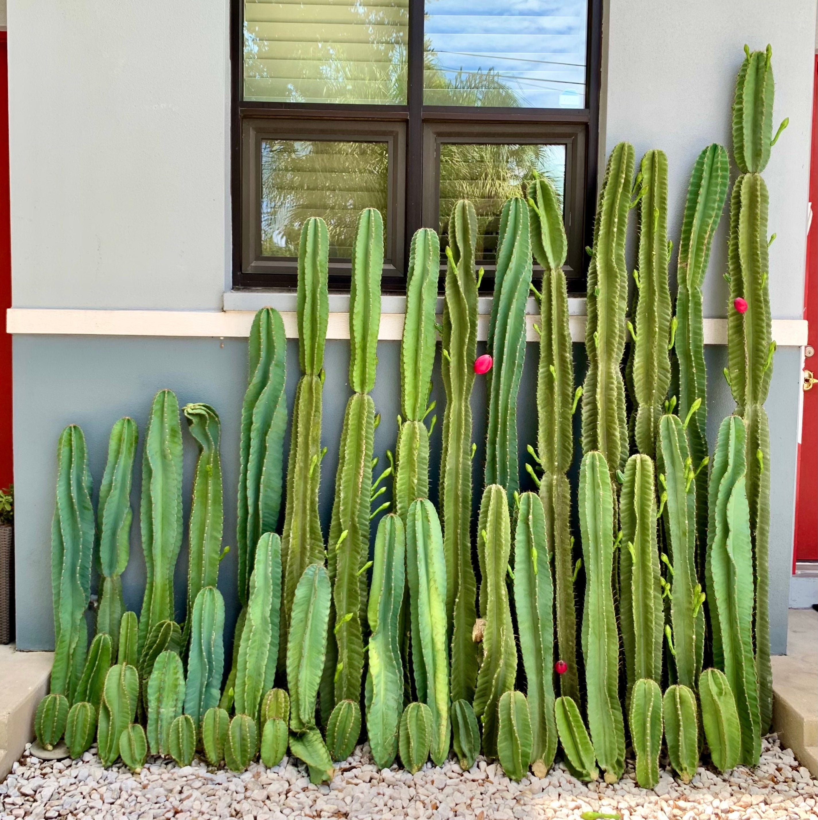 Cactus For Sale
