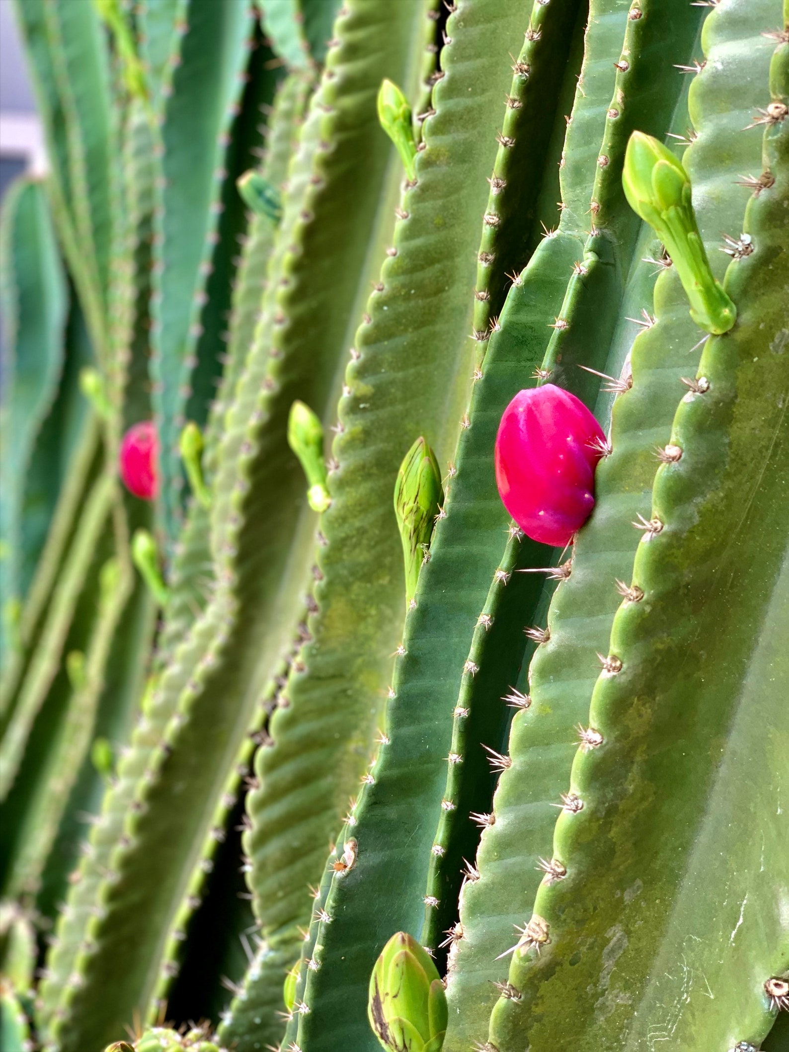 Peruvian Apple Cactus Peruvian Apple Cactus, - Nasdaq