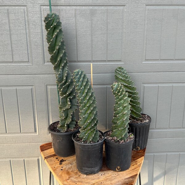 Twisted Cactus - Etsy