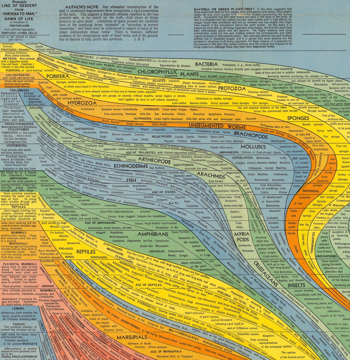 The Histomap of Evolution - Etsy UK