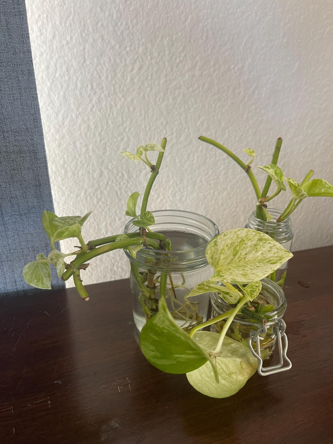 Marble Queen Pathos Epipremnum Aureum Devils Ivy Cuttings - Etsy