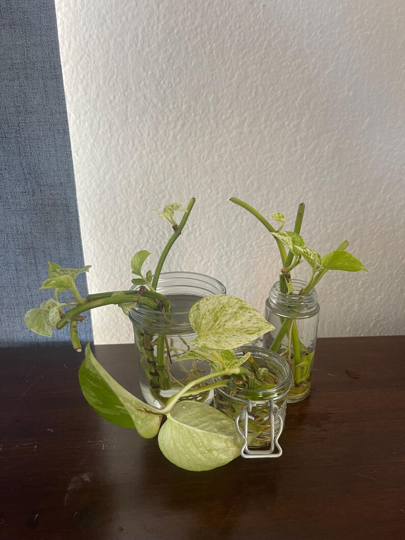 Marble Queen Pathos Epipremnum Aureum Devils Ivy Cuttings - Etsy