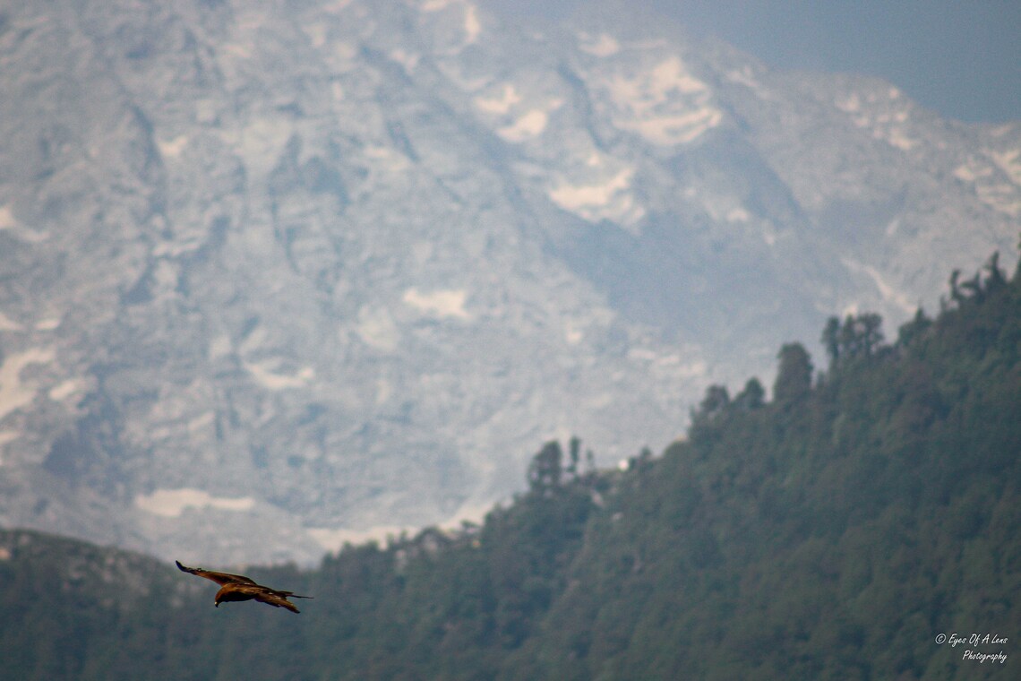 Golden Eagle, Himalayan Mountains, Wildlife Photography, Gift, Home ...
